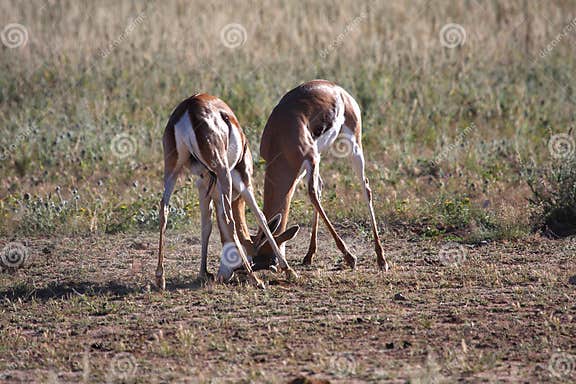Springbok fight stock image. Image of sparring, hunted - 5319765