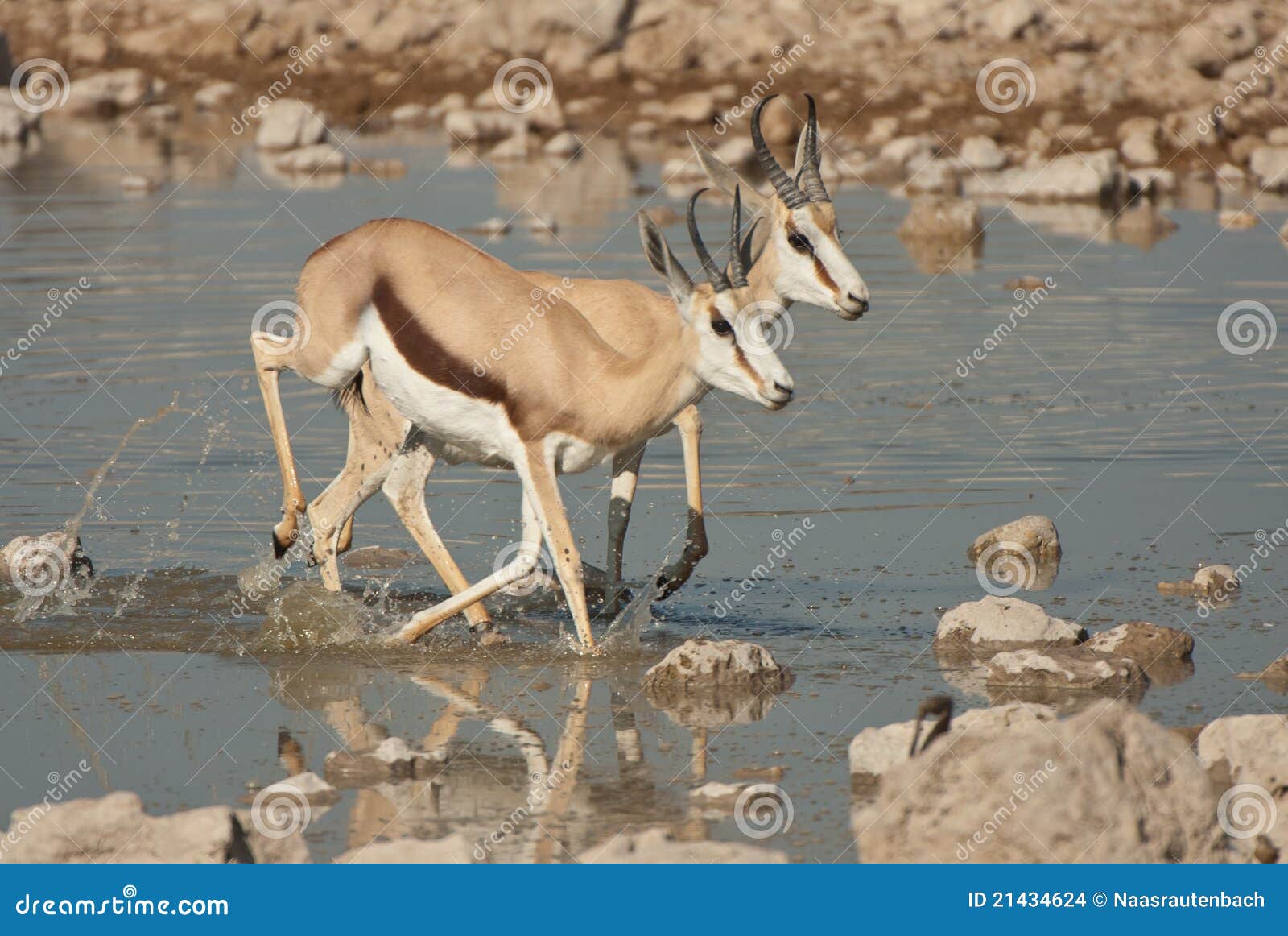 Springbok Fleeing from Water Hole Stock Photo - Image of etosha, mammal ...