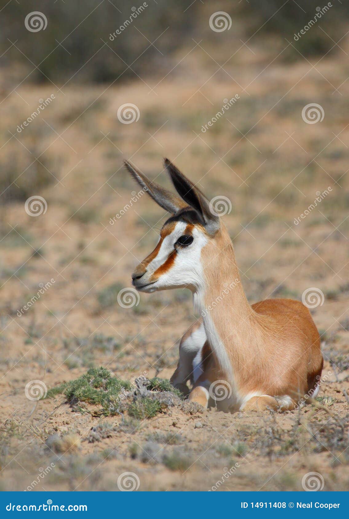 Springbok foal stock photo. Image of gazelle, antelope - 14911408