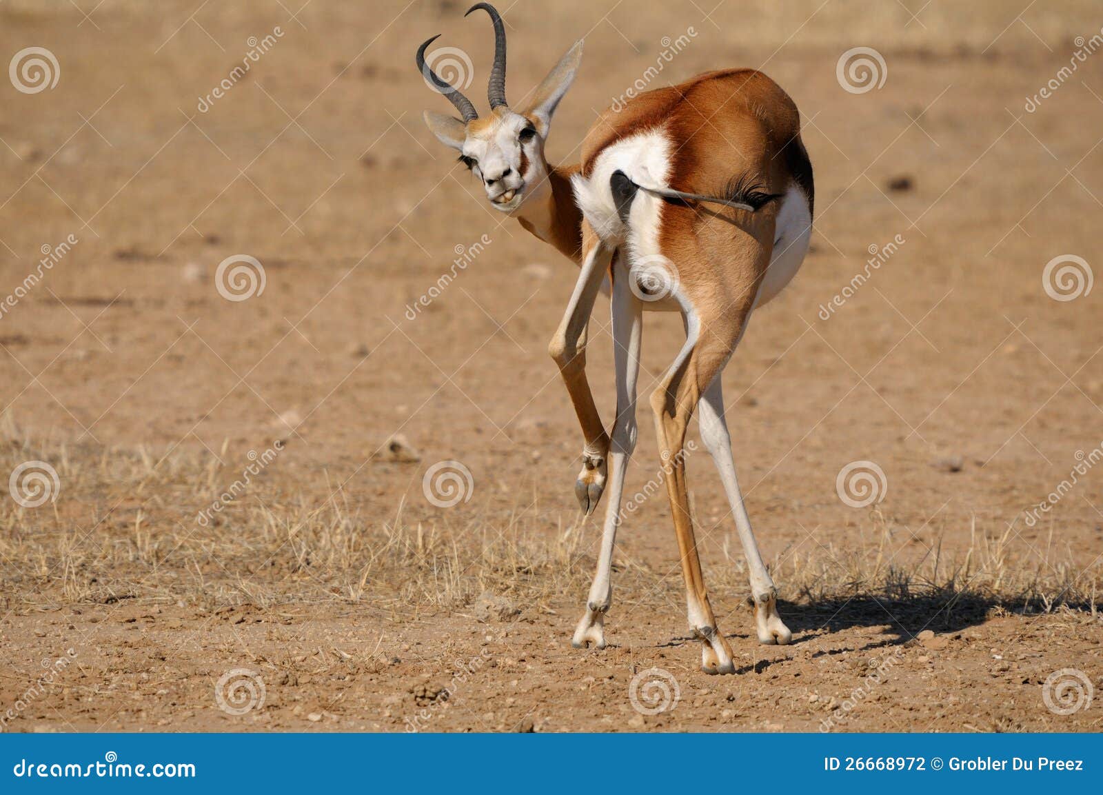 Springbok in a Funny Position Stock Photo - Image of african, nature ...