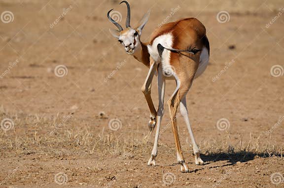 Springbok in a Funny Position Stock Photo - Image of african, nature ...