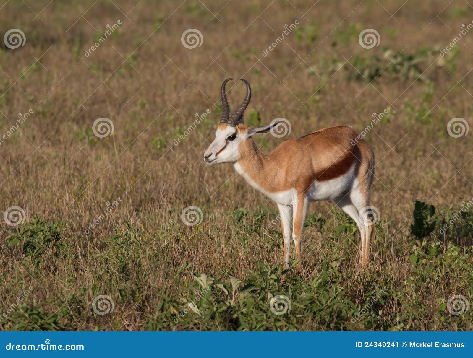 Springbok Gazelle on an African Plain Stock Image - Image of safari ...