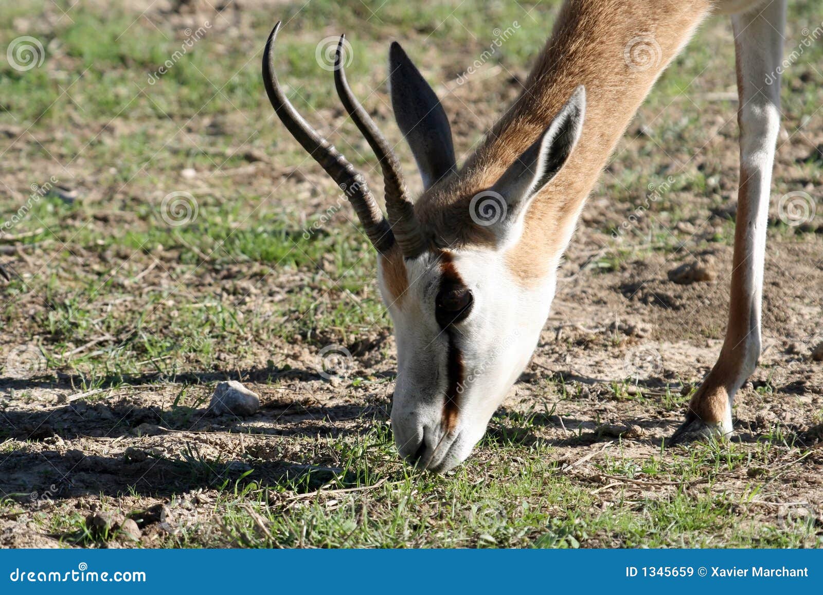 Springbok on the grass stock image. Image of look, head - 1345659