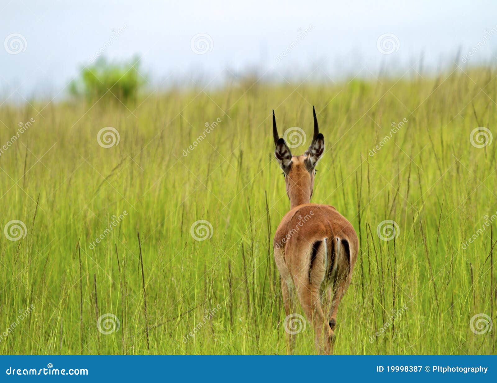 Springbok in the grasses stock image. Image of horns - 19998387