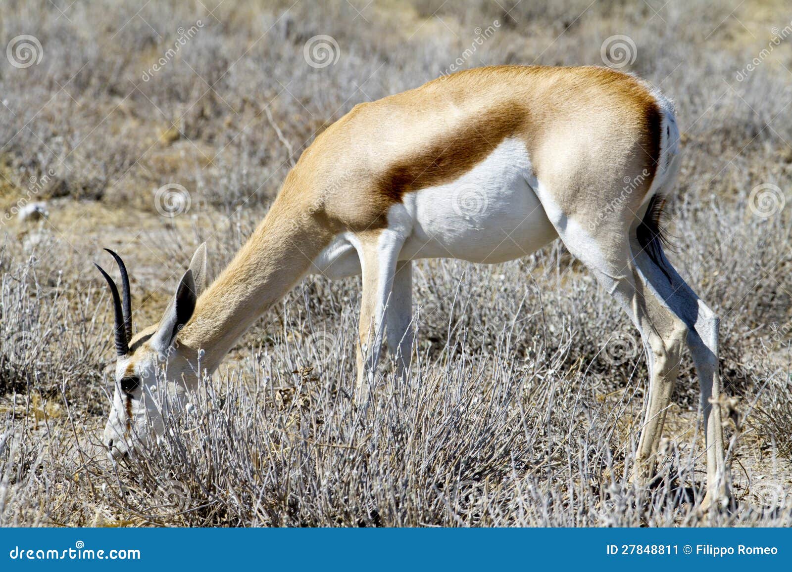 Springbok grazing stock image. Image of eating, delicate - 27848811