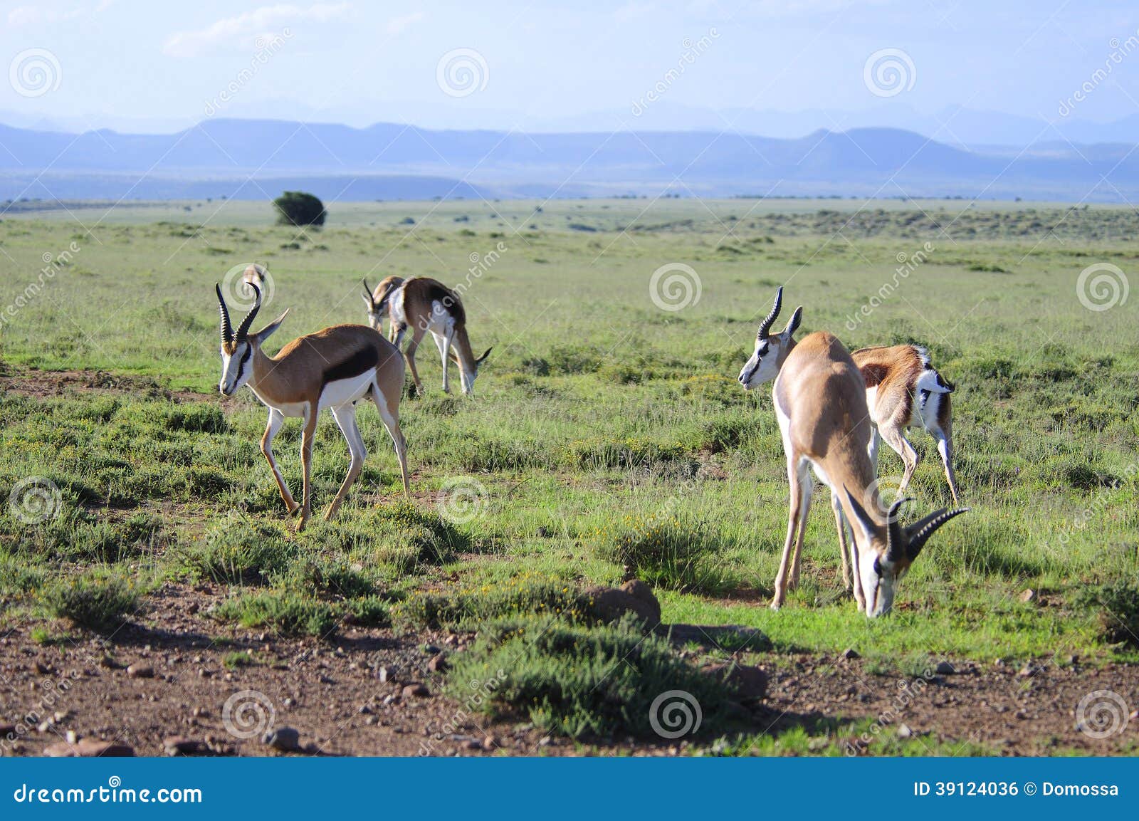 Springbok Grazing in a Field Stock Photo - Image of african, western ...