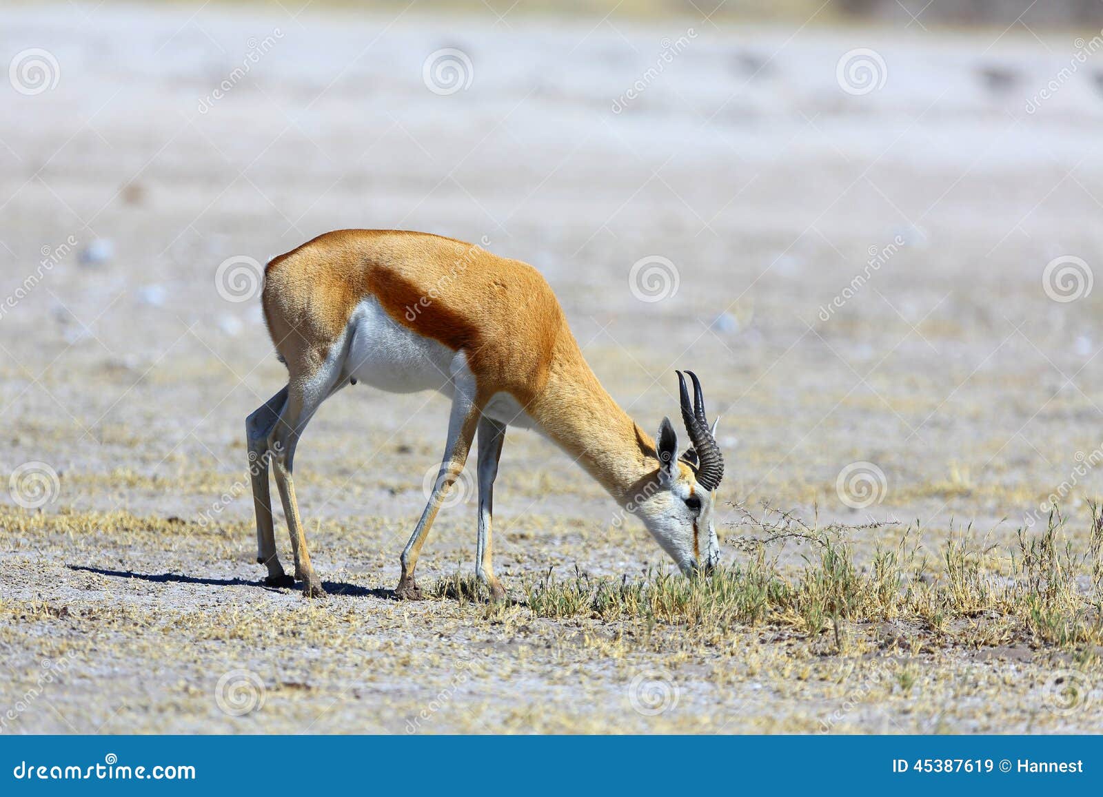 Springbok grazing stock image. Image of botswana, animal - 45387619