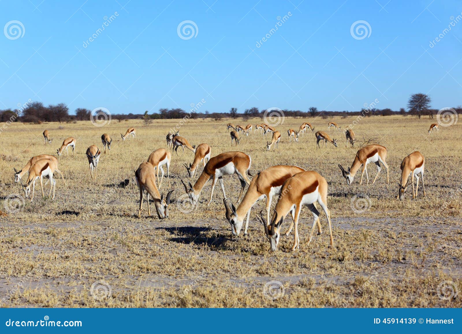 Springbok grazing stock image. Image of animal, ears - 45914139