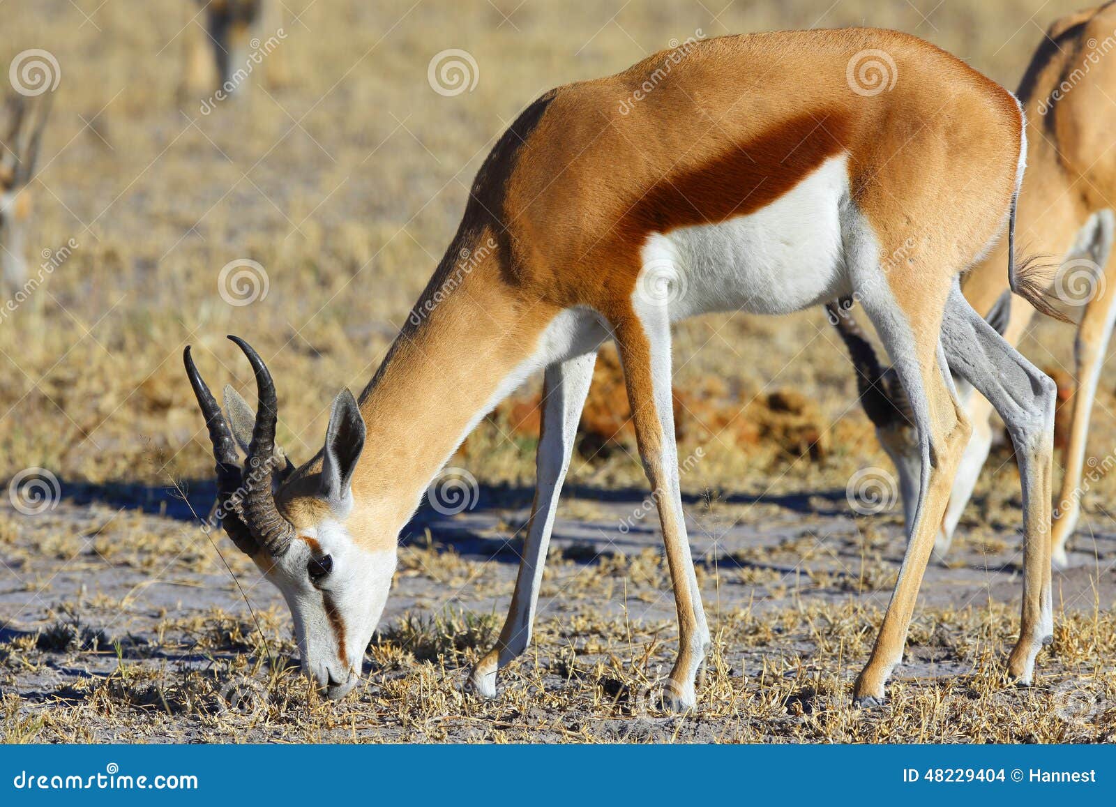 Springbok grazing stock photo. Image of africa, ears - 48229404
