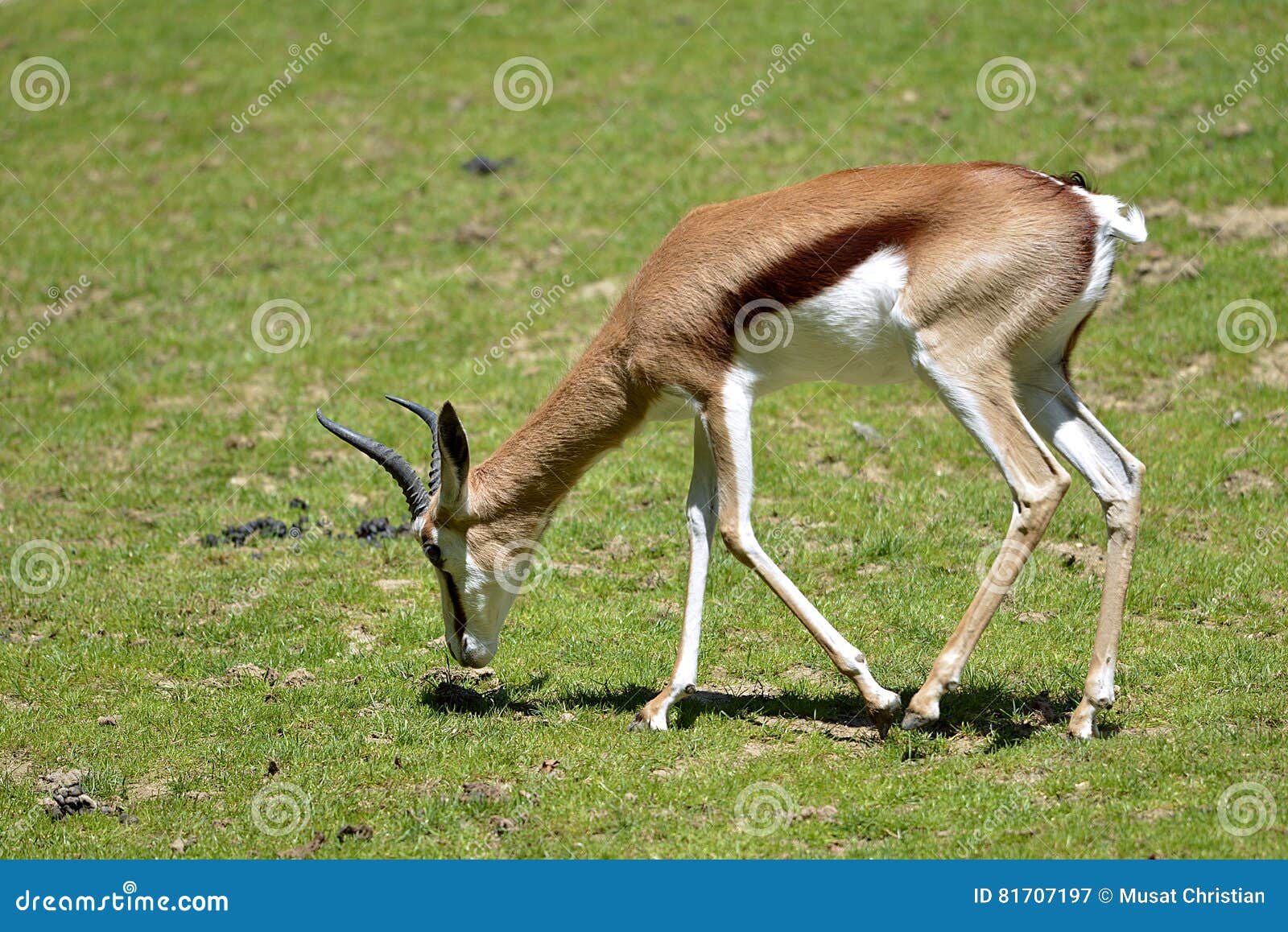 Springbok grazing stock image. Image of antelope, profile - 81707197