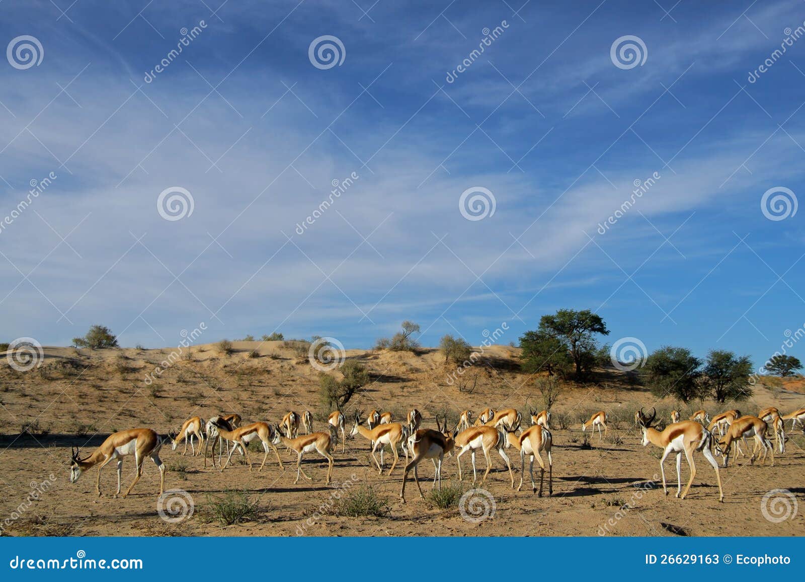 Springbok herd stock image. Image of mammal, herd, safari - 26629163