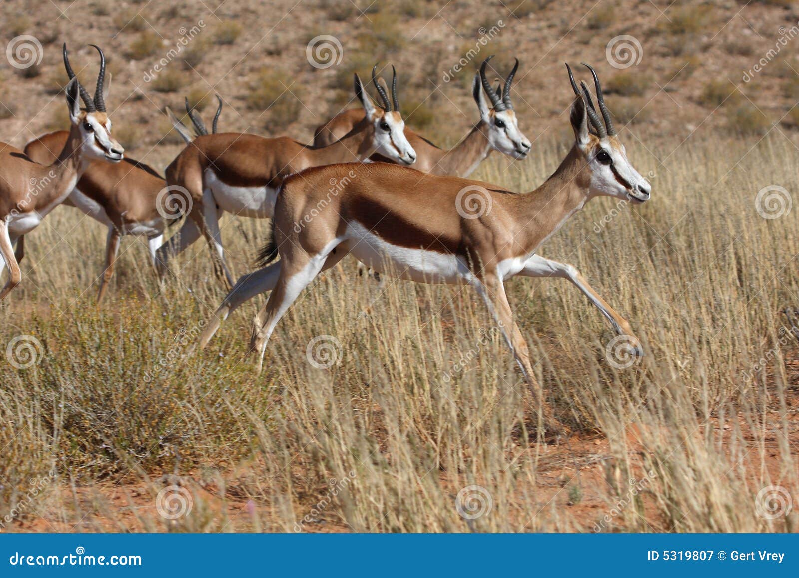 Springbok herd stock image. Image of antelope, hunted - 5319807