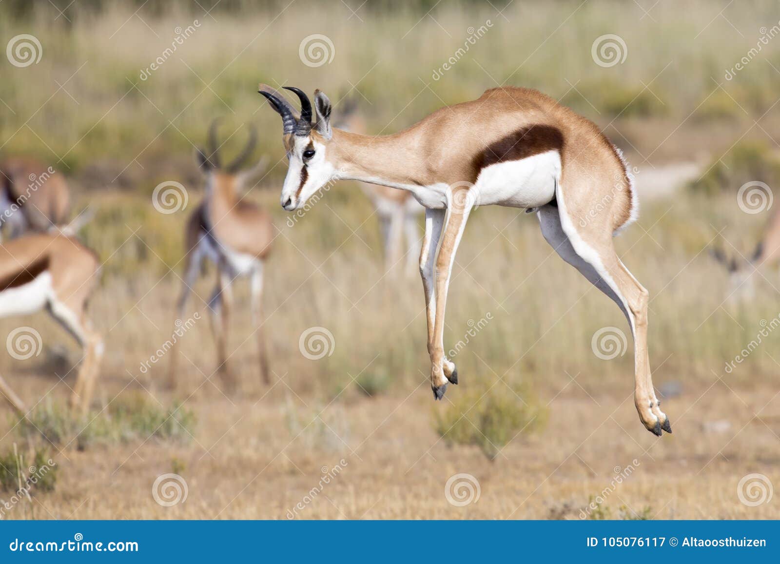 Springbok Herd Prancing on a Plain in the Kgalagadi Stock Image - Image ...