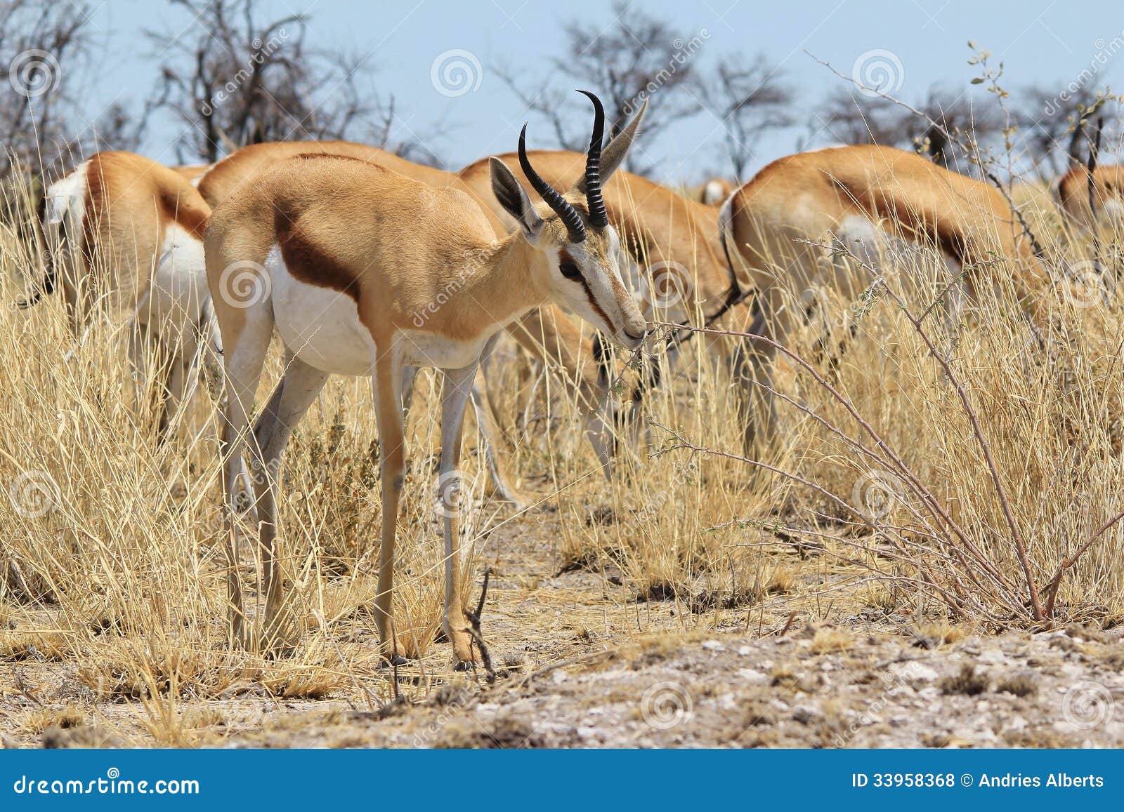 Springbok - Het Wildachtergrond Van Afrika - Het Harmonische Voeden ...