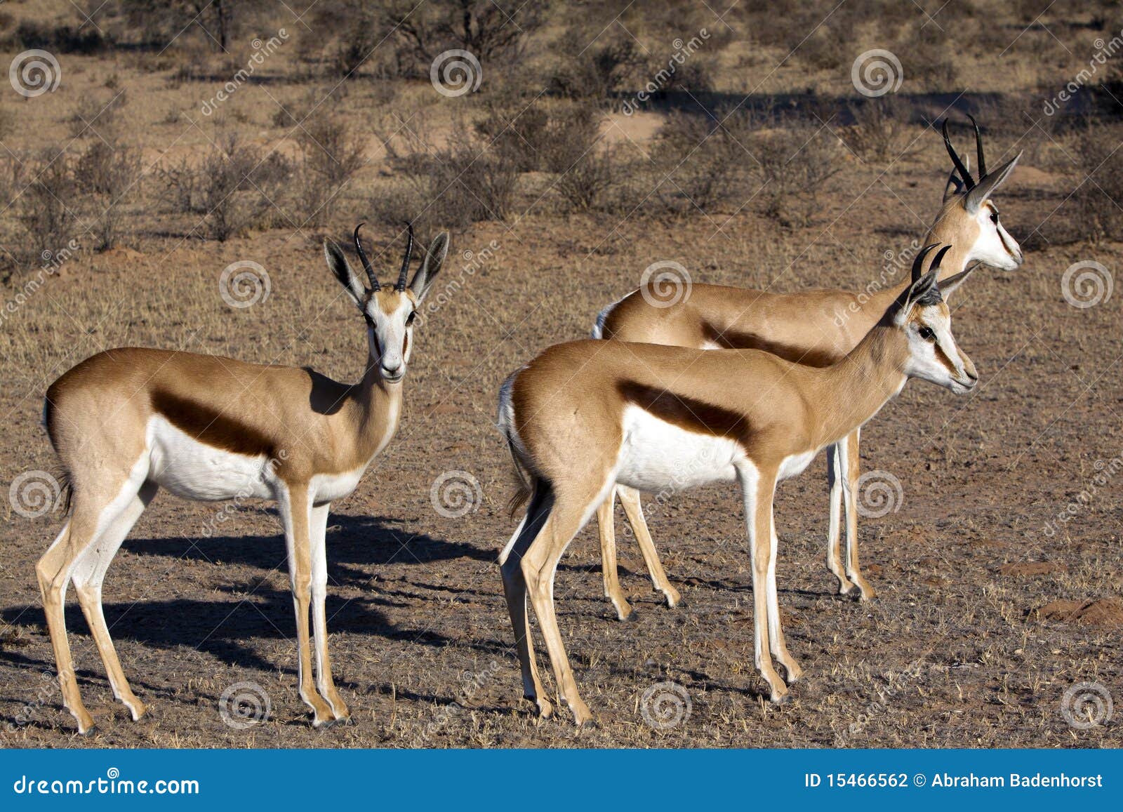Springbok in the Kalahari stock photo. Image of kalahari - 15466562