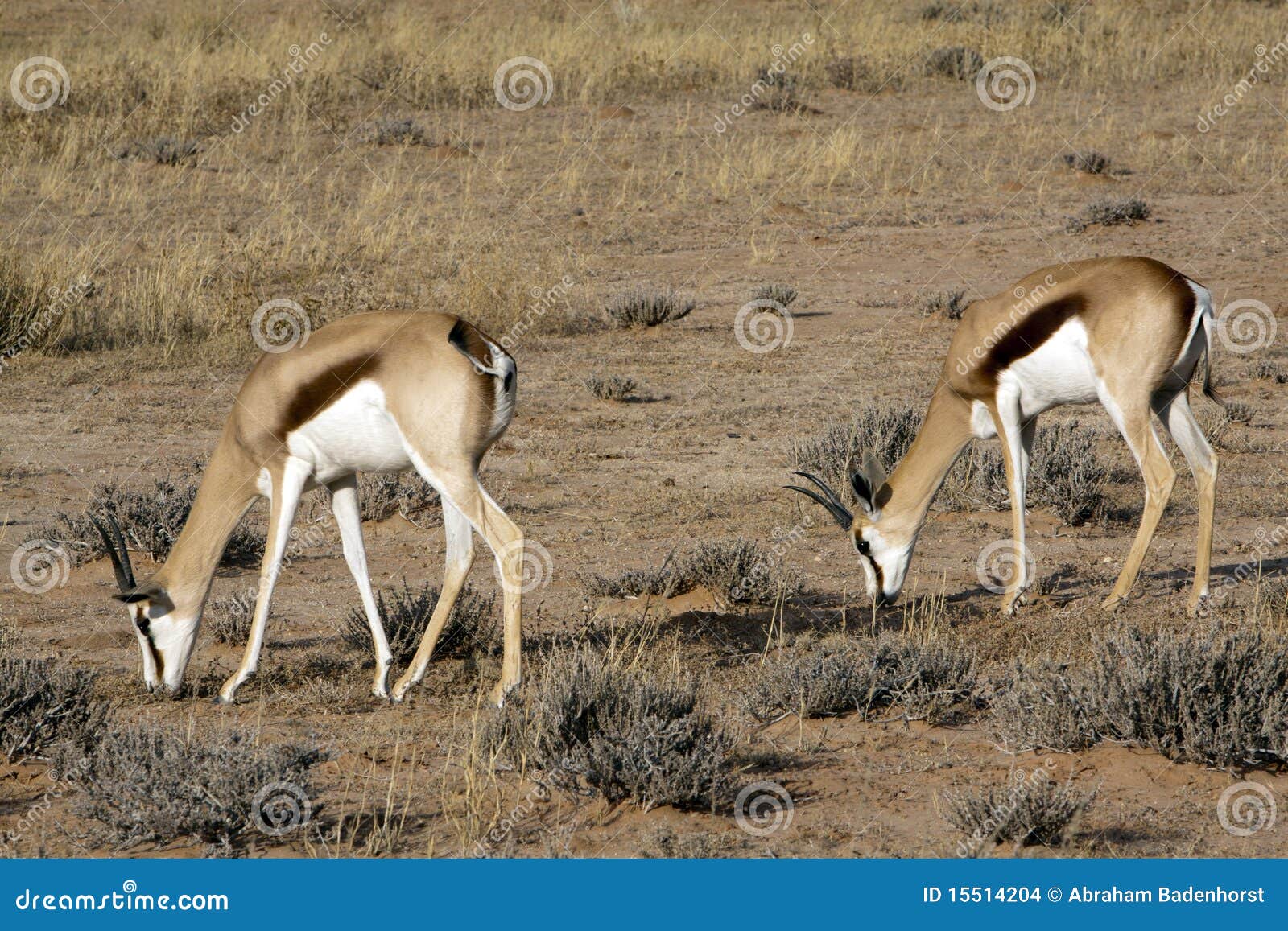 Springbok In The Kalahari Stock Images - Image: 15514204