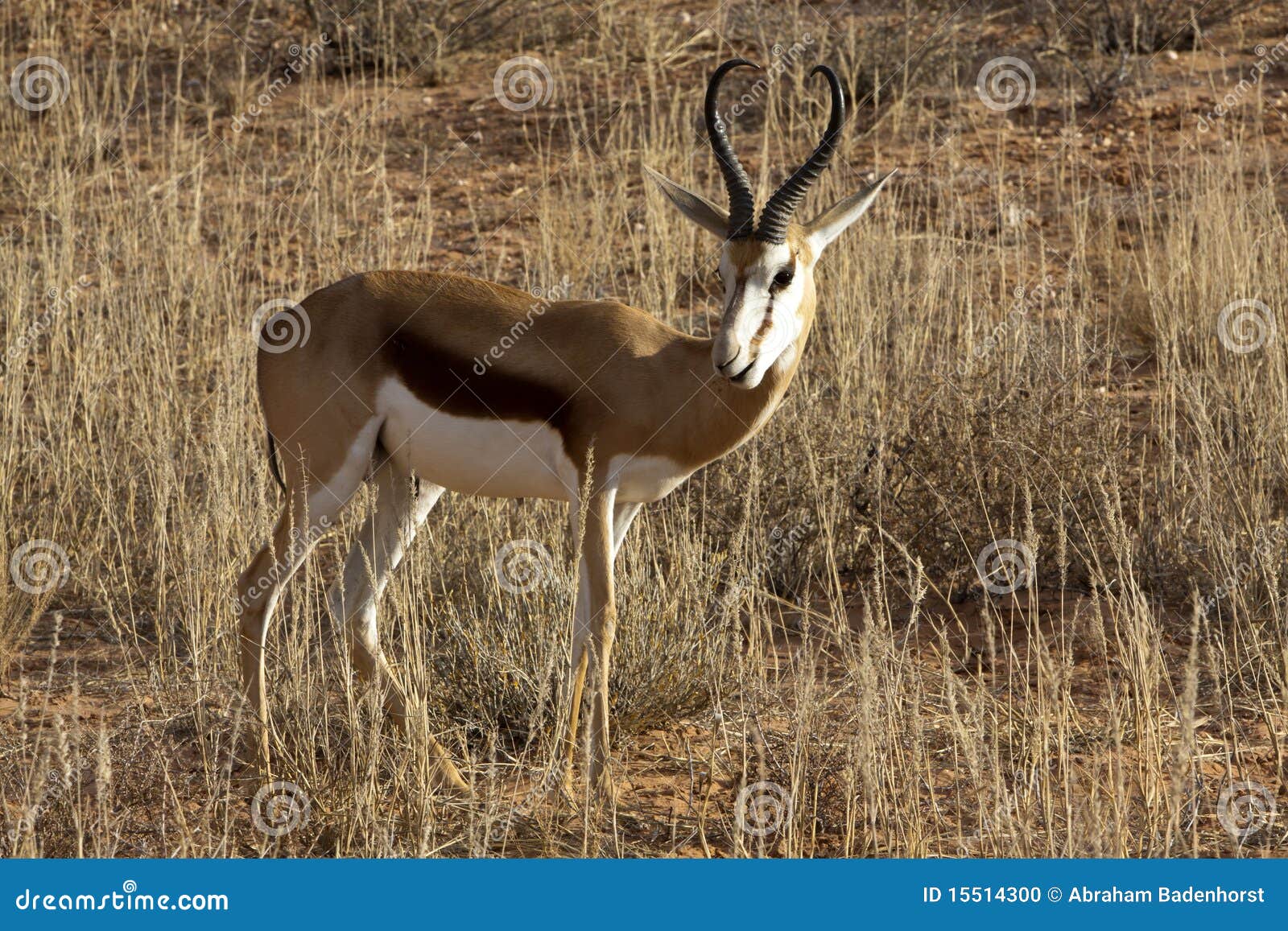 Springbok in the Kalahari stock photo. Image of travel - 15514300