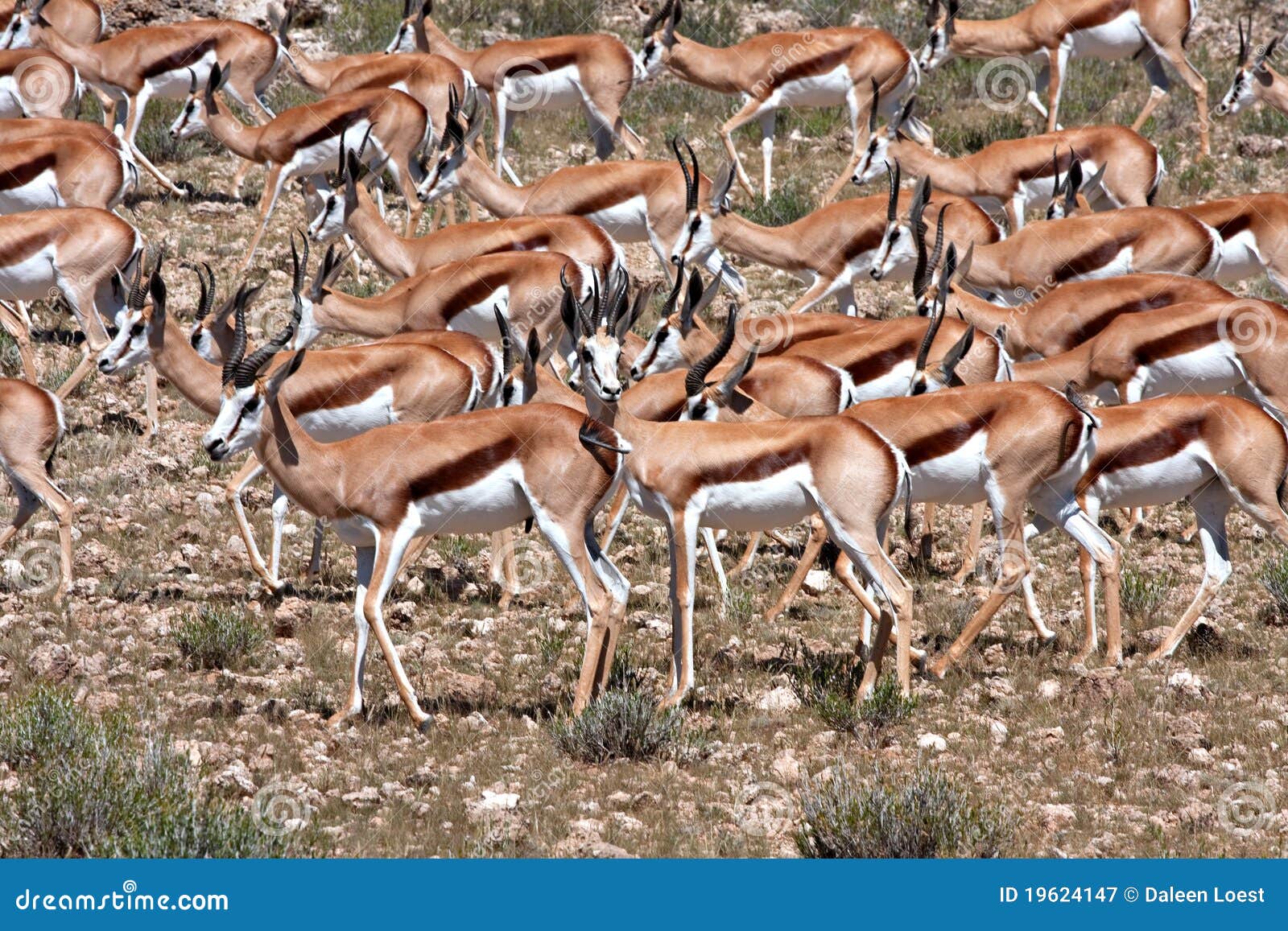 Springbok in Kalahari stock image. Image of wild, mammal - 19624147