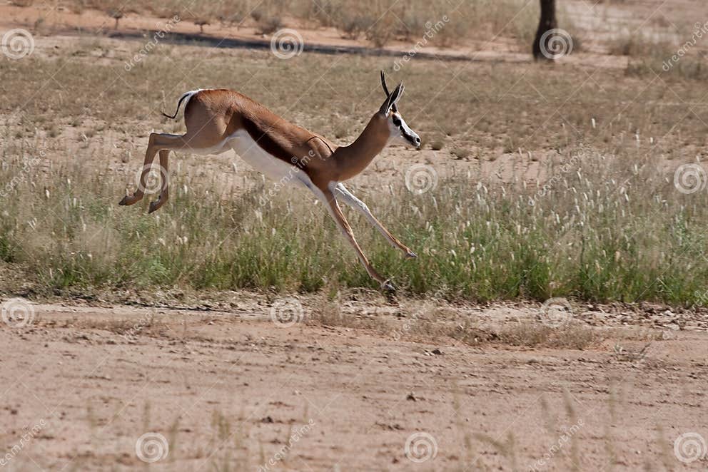 Springbok in Kalahari stock photo. Image of south, outdoor - 19624270