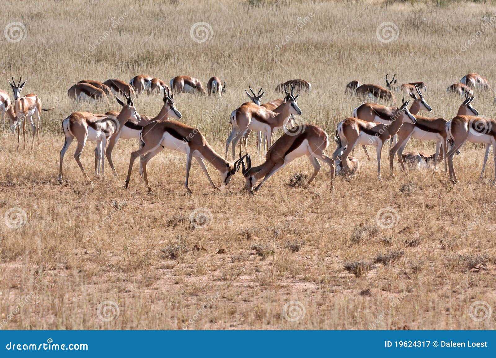 Kalahari Springbok