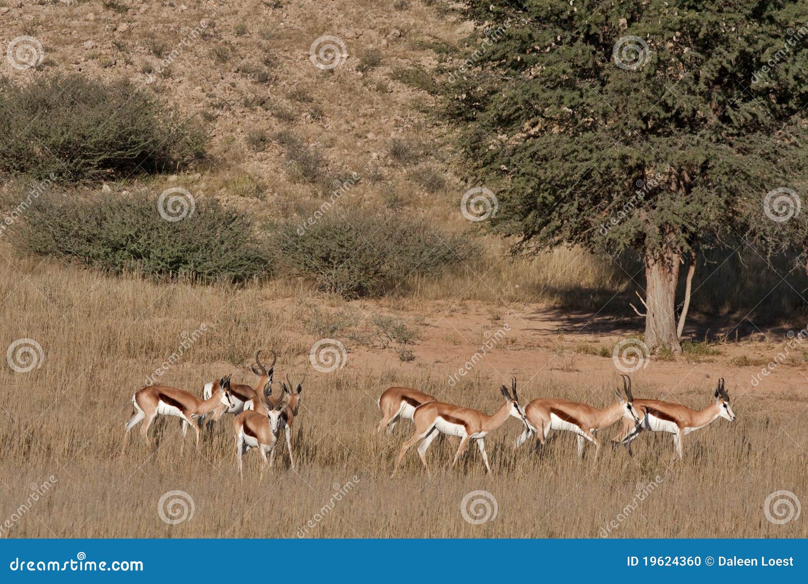 Kalahari Springbok