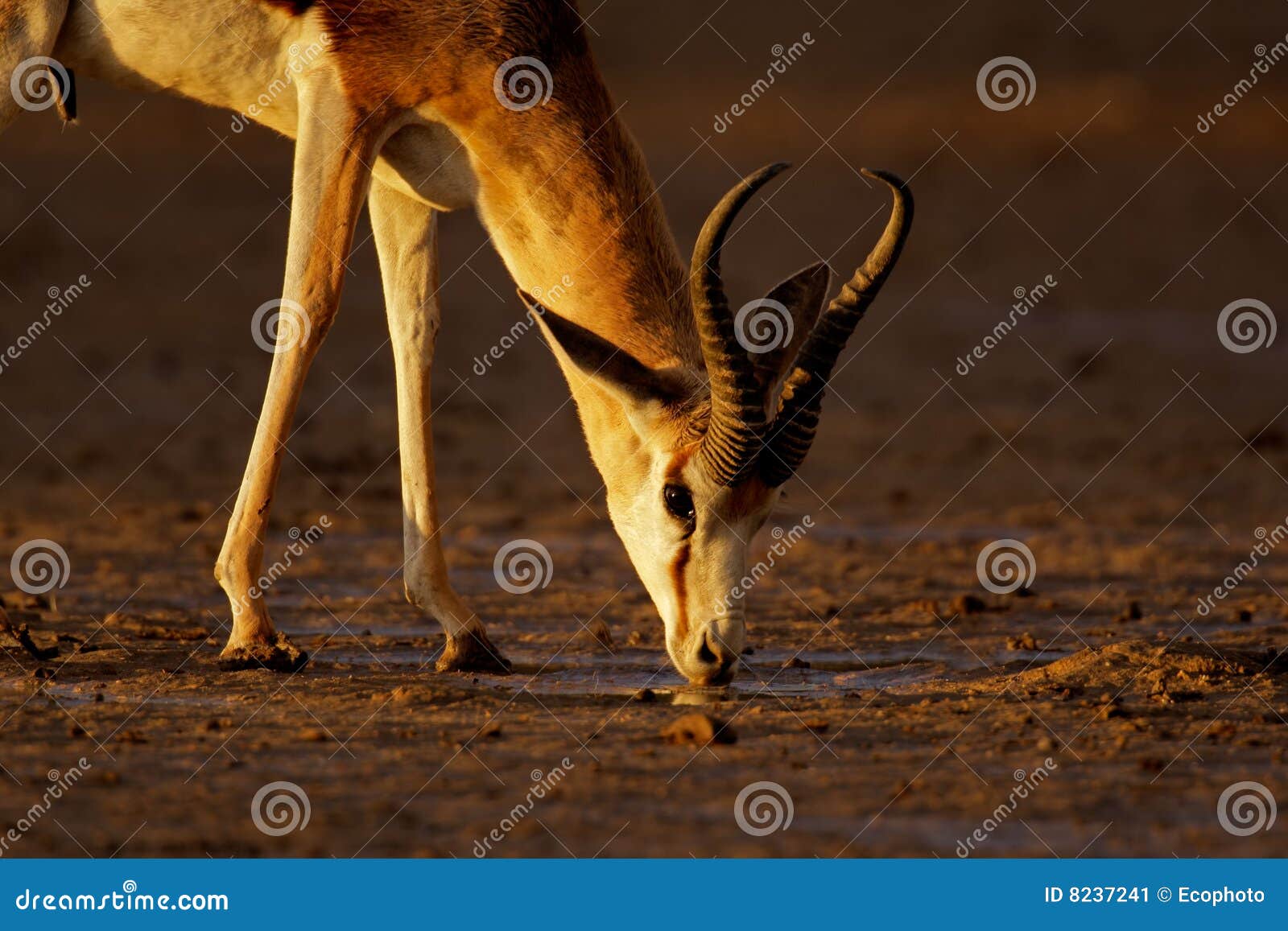 Springbok, Kalahari Desert, South Africa Stock Image - Image of nature ...