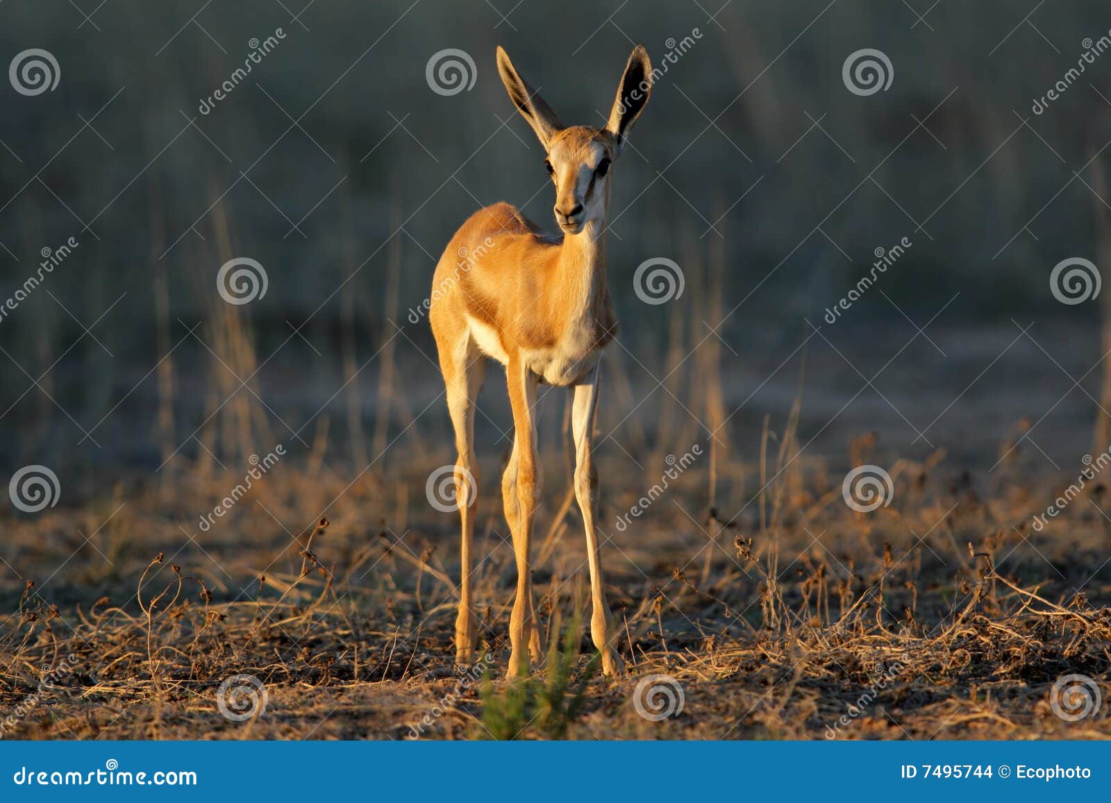 Springbok lamb stock photo. Image of africa, ears, mammal - 7495744