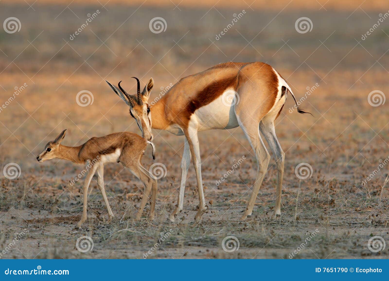 Springbok with lamb stock photo. Image of small, lamb - 7651790
