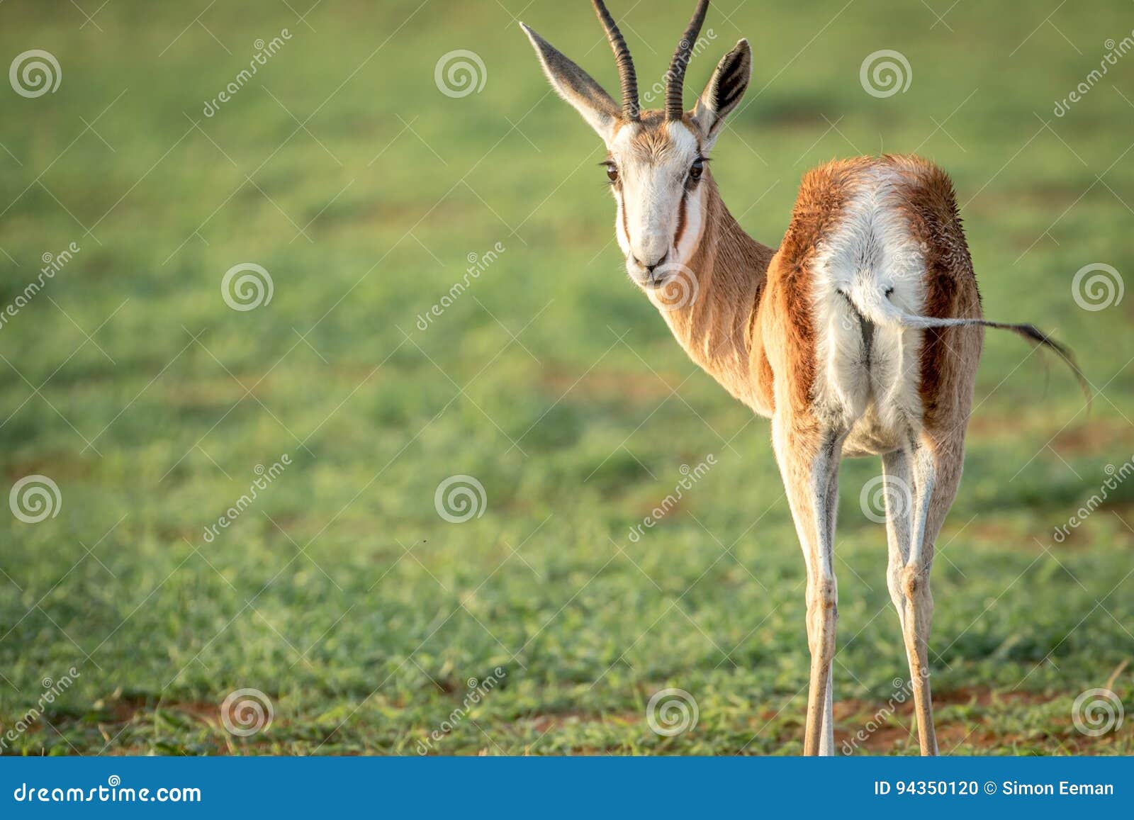 Springbok Looking Back at the Camera. Stock Photo - Image of outdoor ...