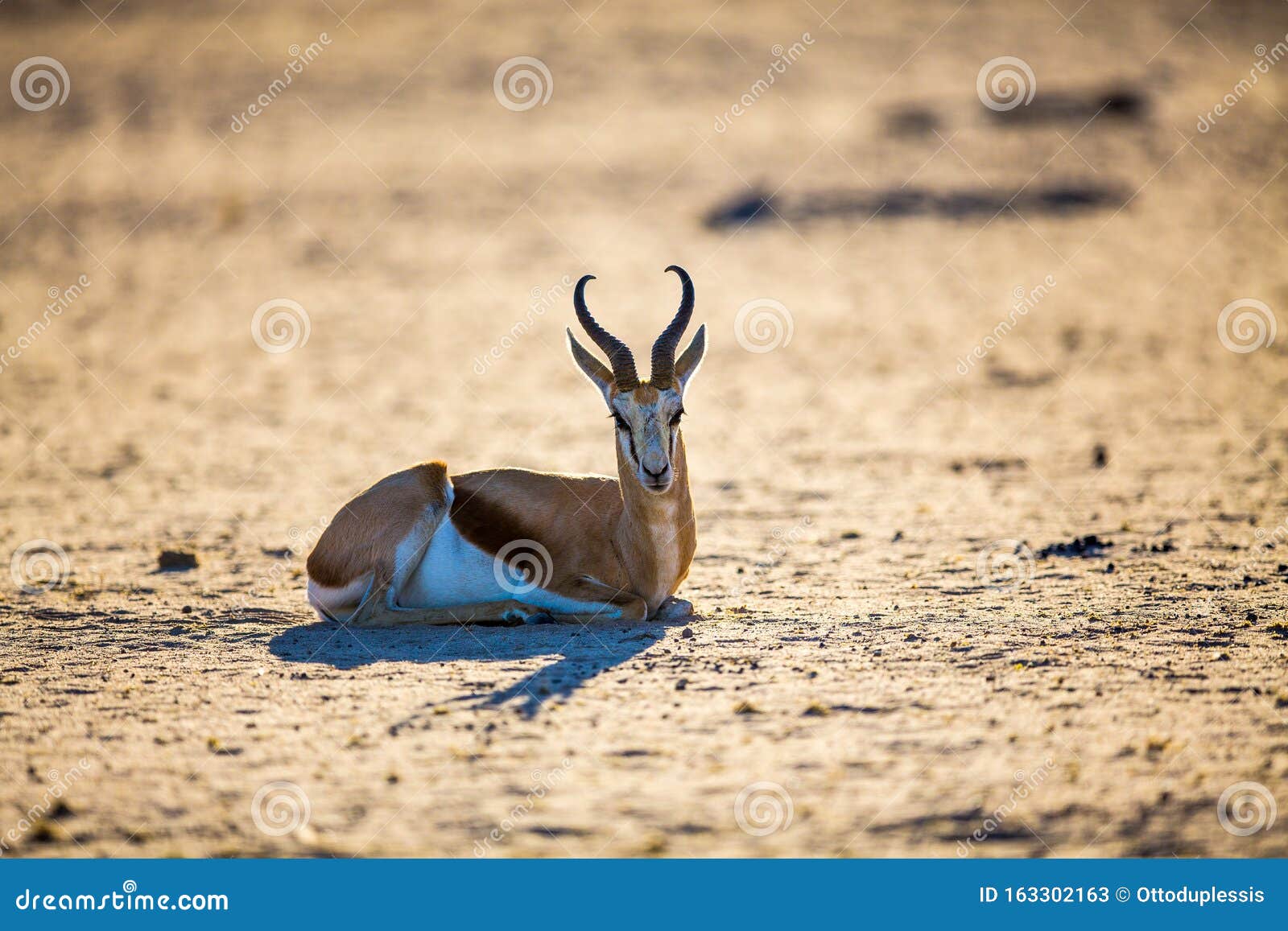 Springbok Lying in the Desert Stock Image - Image of savanna, safari ...