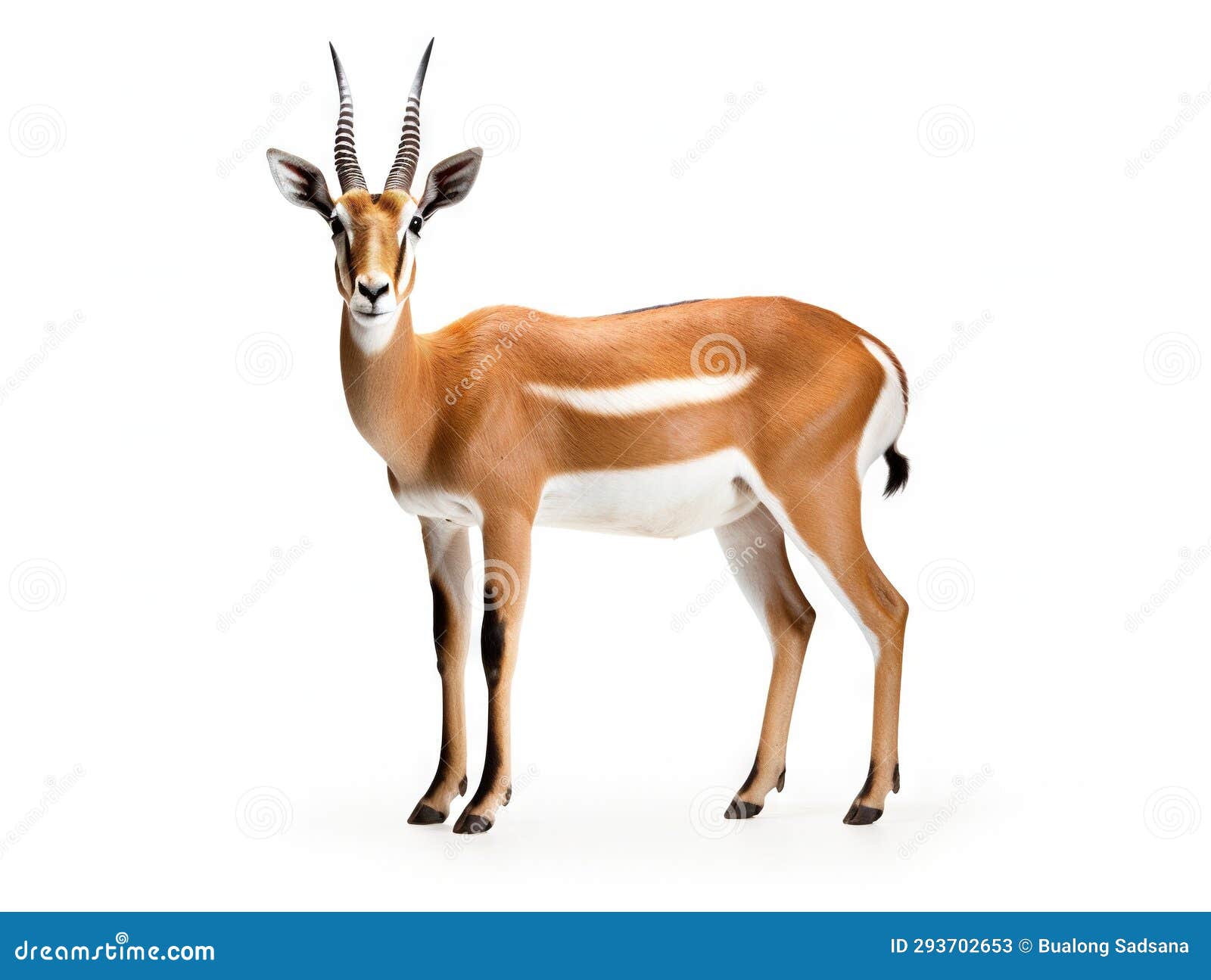 Ai Generated Illustration Wildlife Concept of Springbok Stock ...