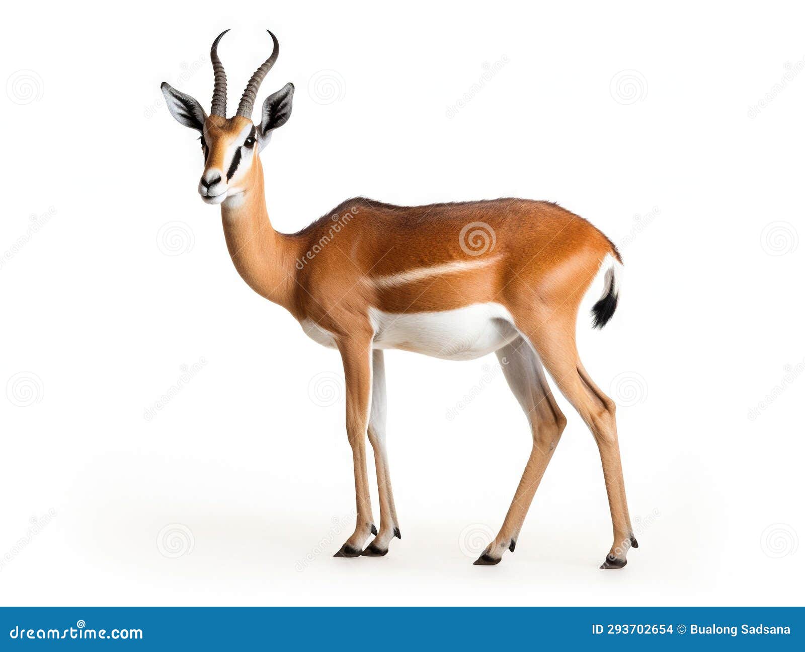Ai Generated Illustration Wildlife Concept of Springbok Stock ...