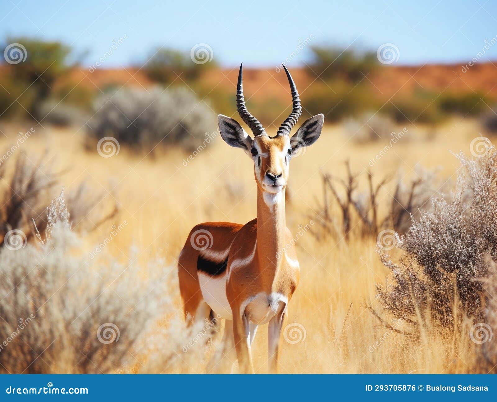 Ai Generated Illustration Wildlife Concept of Springbok Stock ...