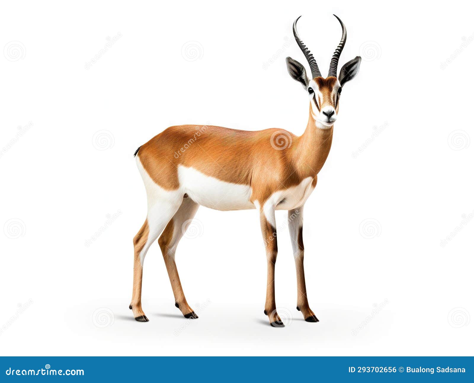 Springbok stock illustration. Illustration of nature - 293702656