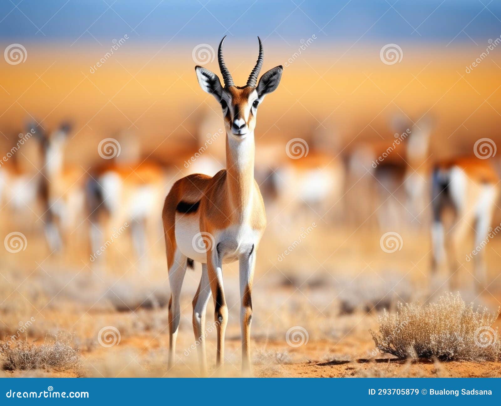 Springbok stock illustration. Illustration of african - 293705879