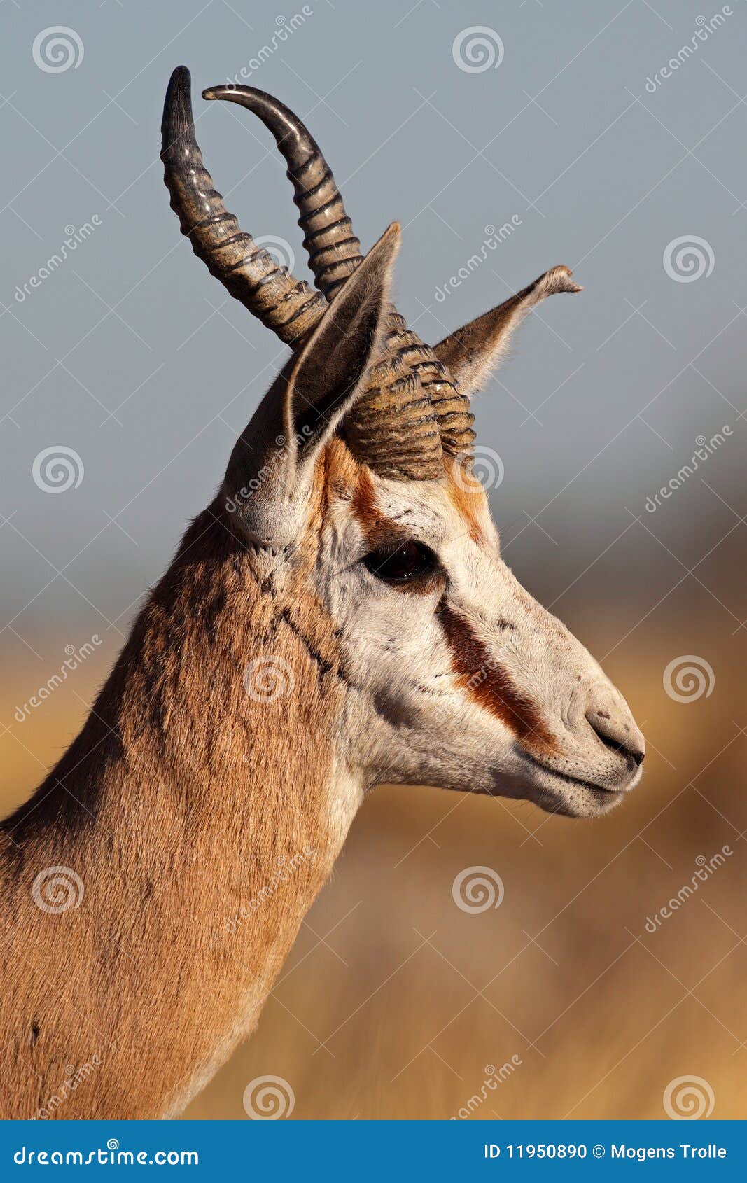 Springbok male close-up stock photo. Image of safari - 11950890