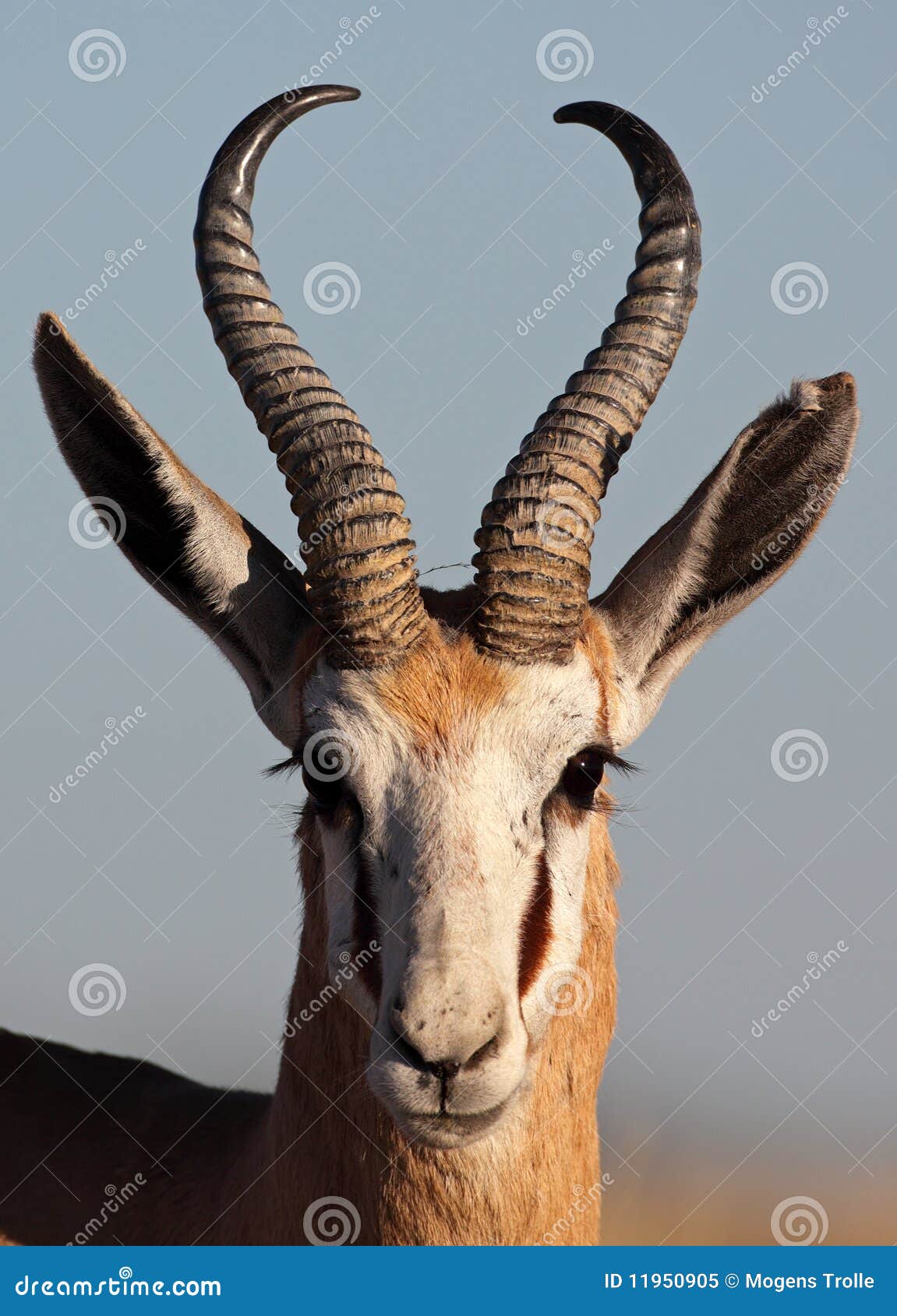 Springbok male close-up stock image. Image of impala - 11950905