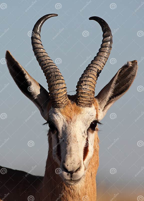 Springbok male close-up stock image. Image of impala - 11950905
