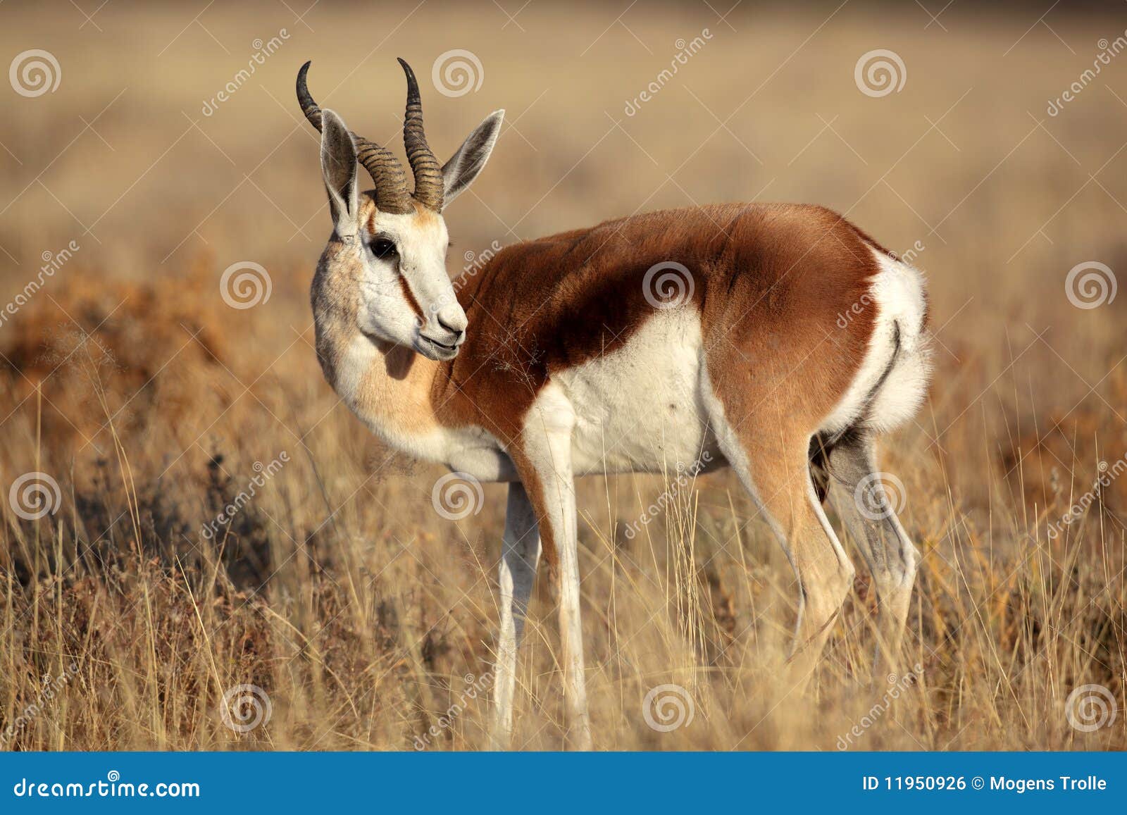 Springbok Male in Savanna Grasslands of Namibia Stock Photo - Image of ...