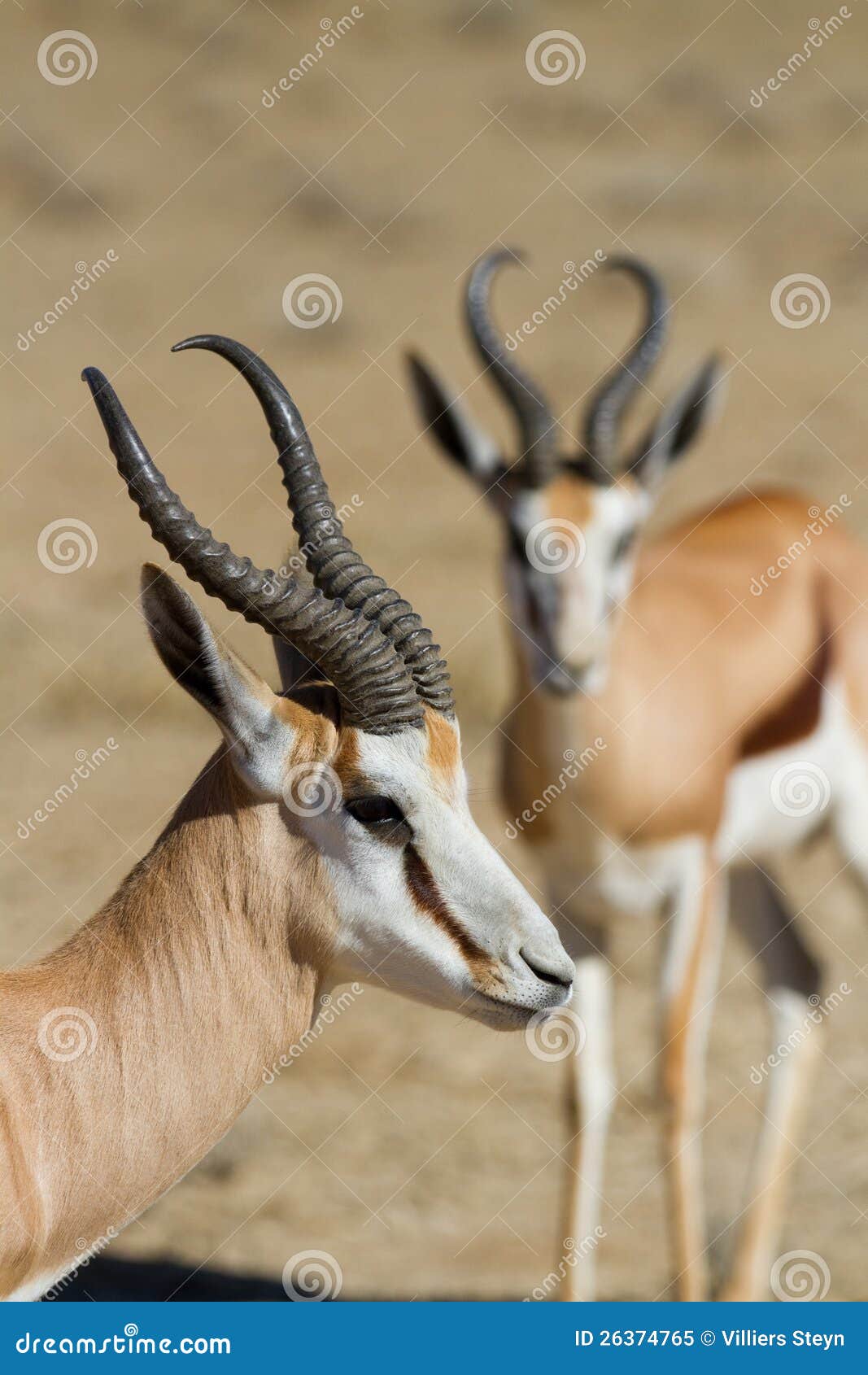 Springbok males stock image. Image of outdoors, south - 26374765