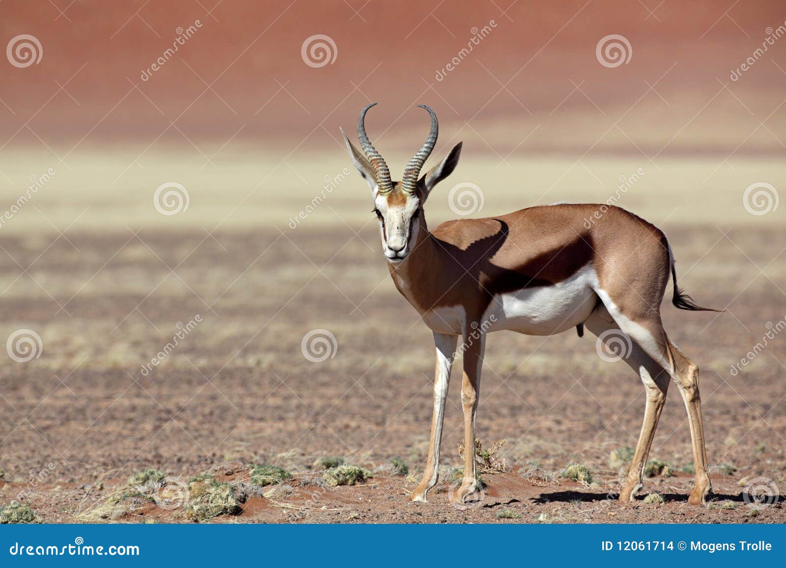 Springbok in Namib desert stock photo. Image of sand - 12061714