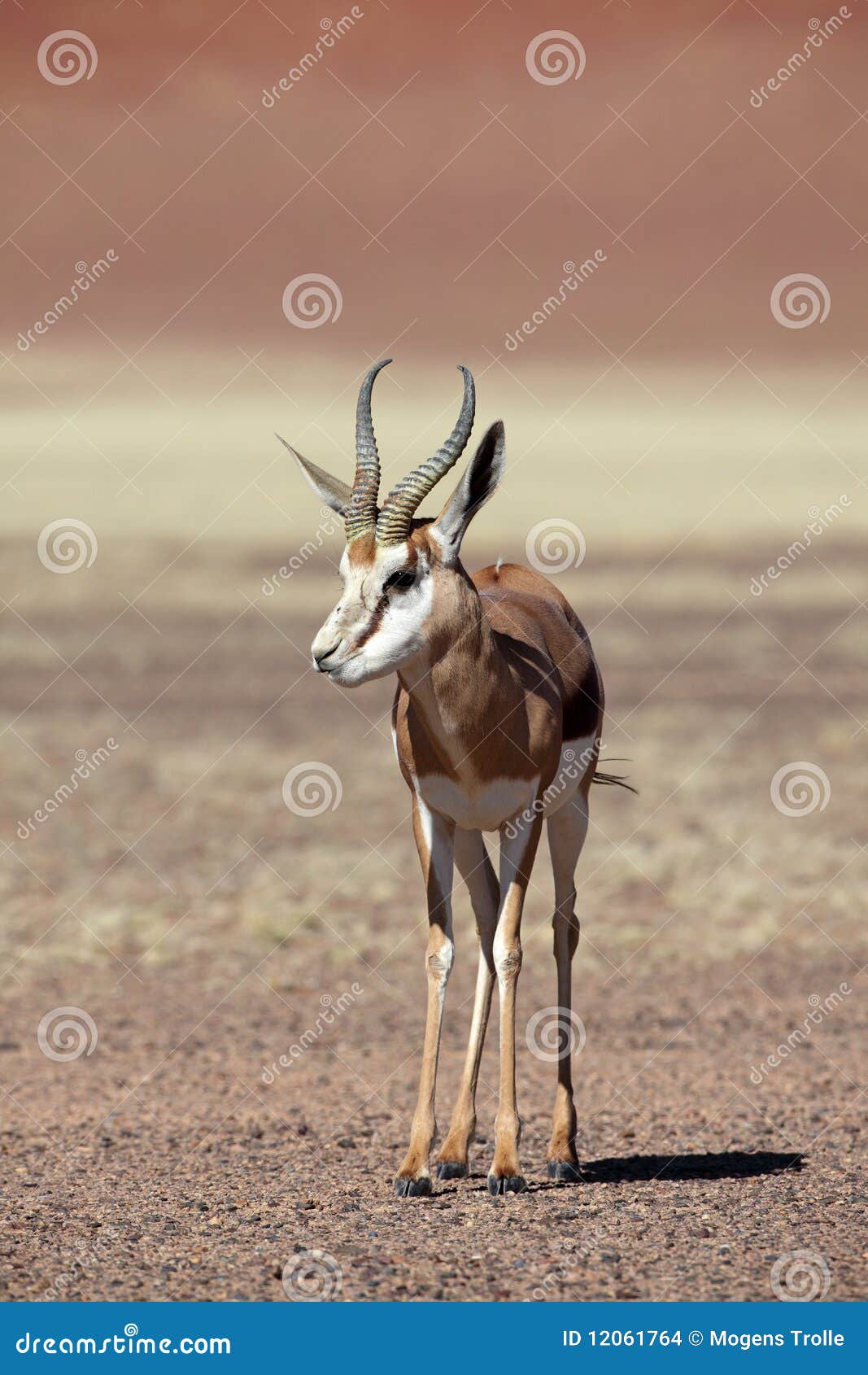 Springbok in Namib desert stock photo. Image of africa - 12061764