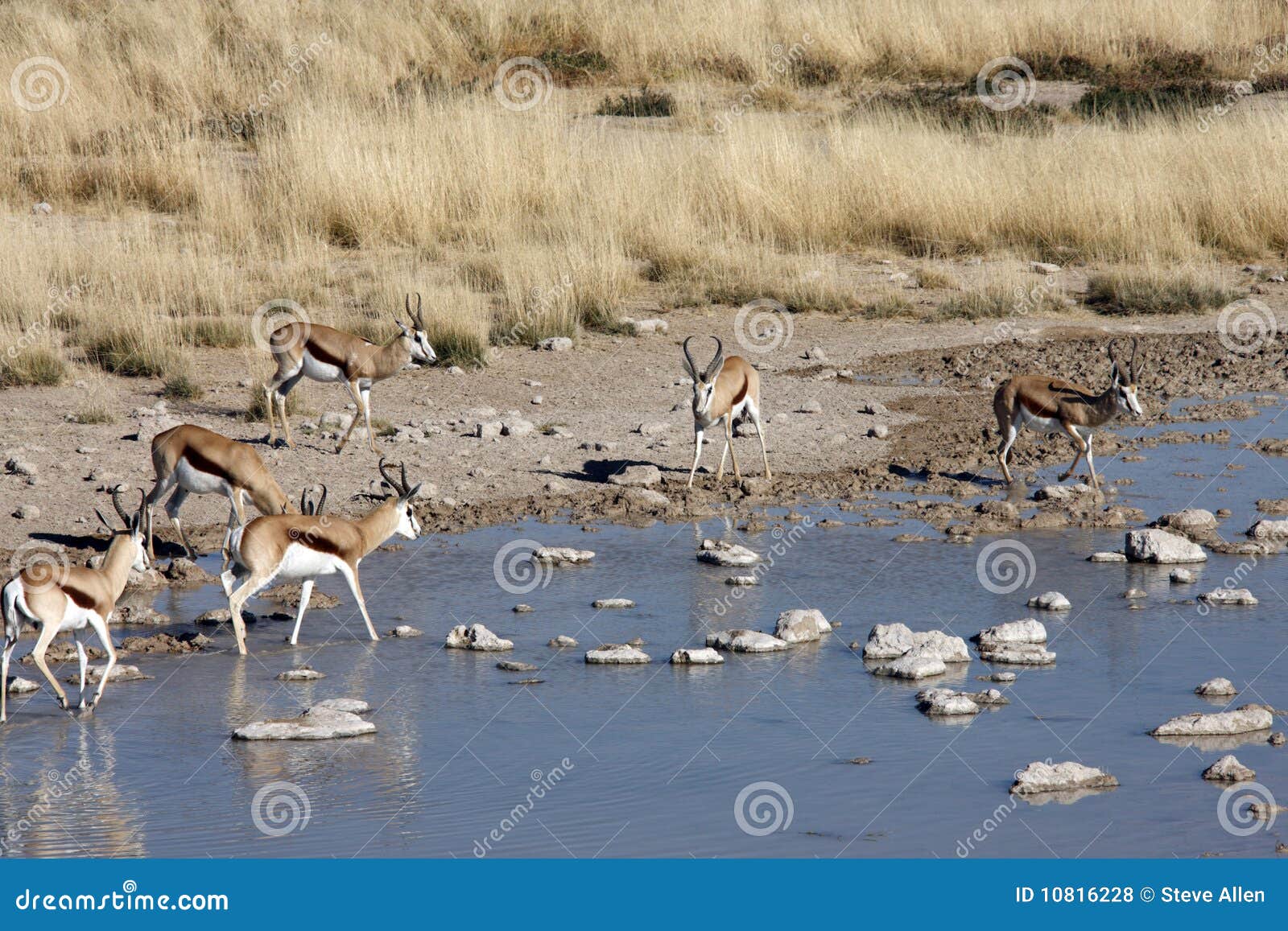 Springbok - Namibia stock photo. Image of antlers, game - 10816228