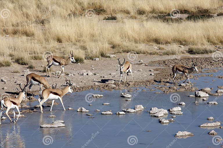 Springbok - Namibia stock photo. Image of antlers, game - 10816228