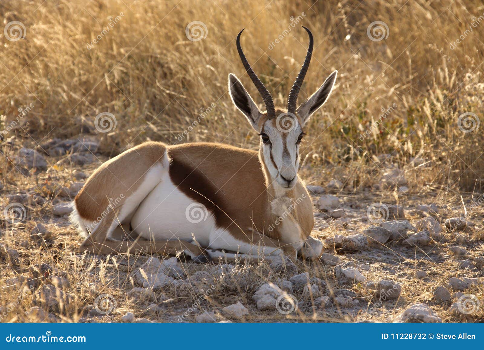 Springbok - Namibia stock photo. Image of africa, rest - 11228732
