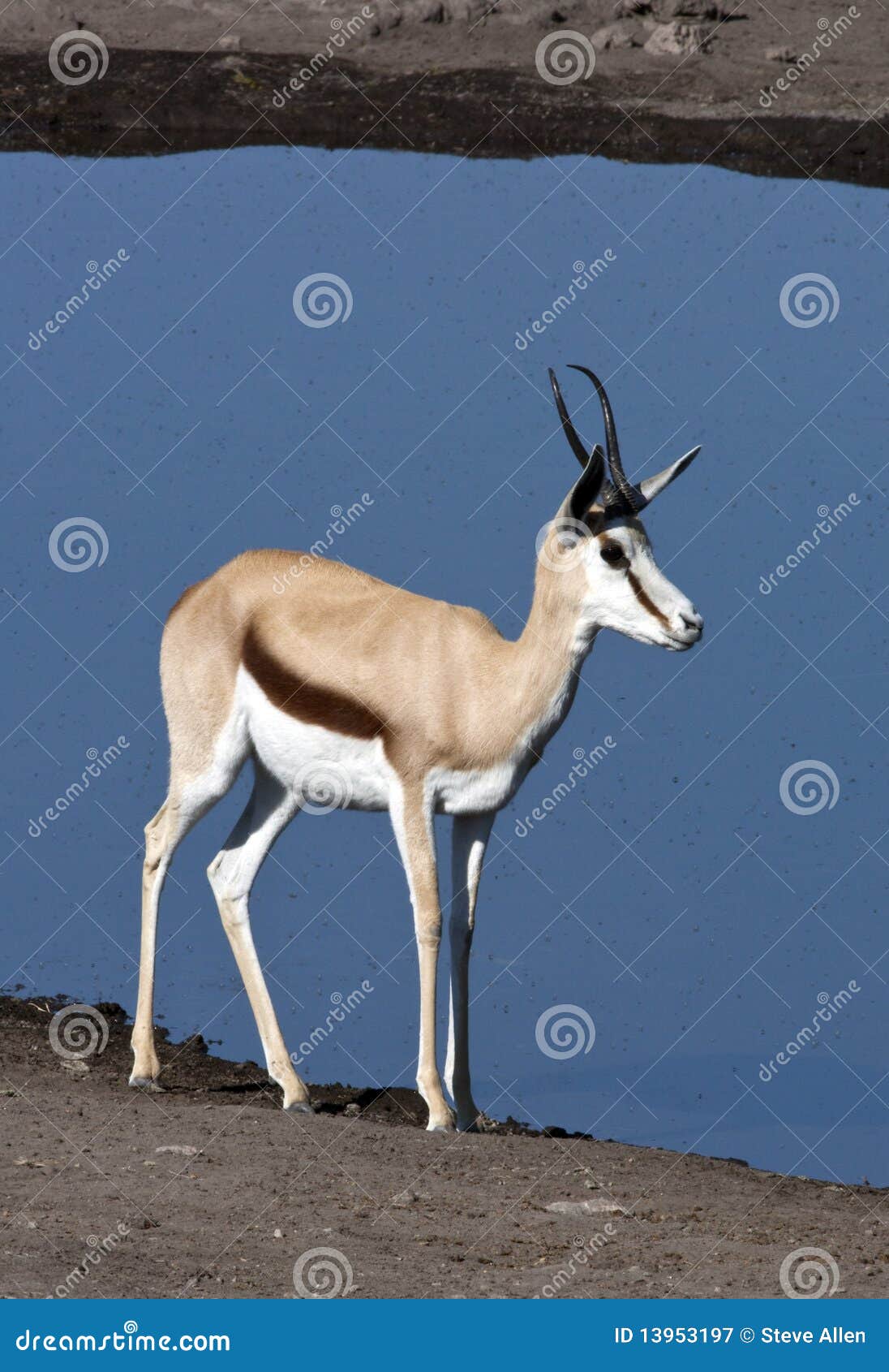 Springbok - Namibia stock image. Image of travel, african - 13953197