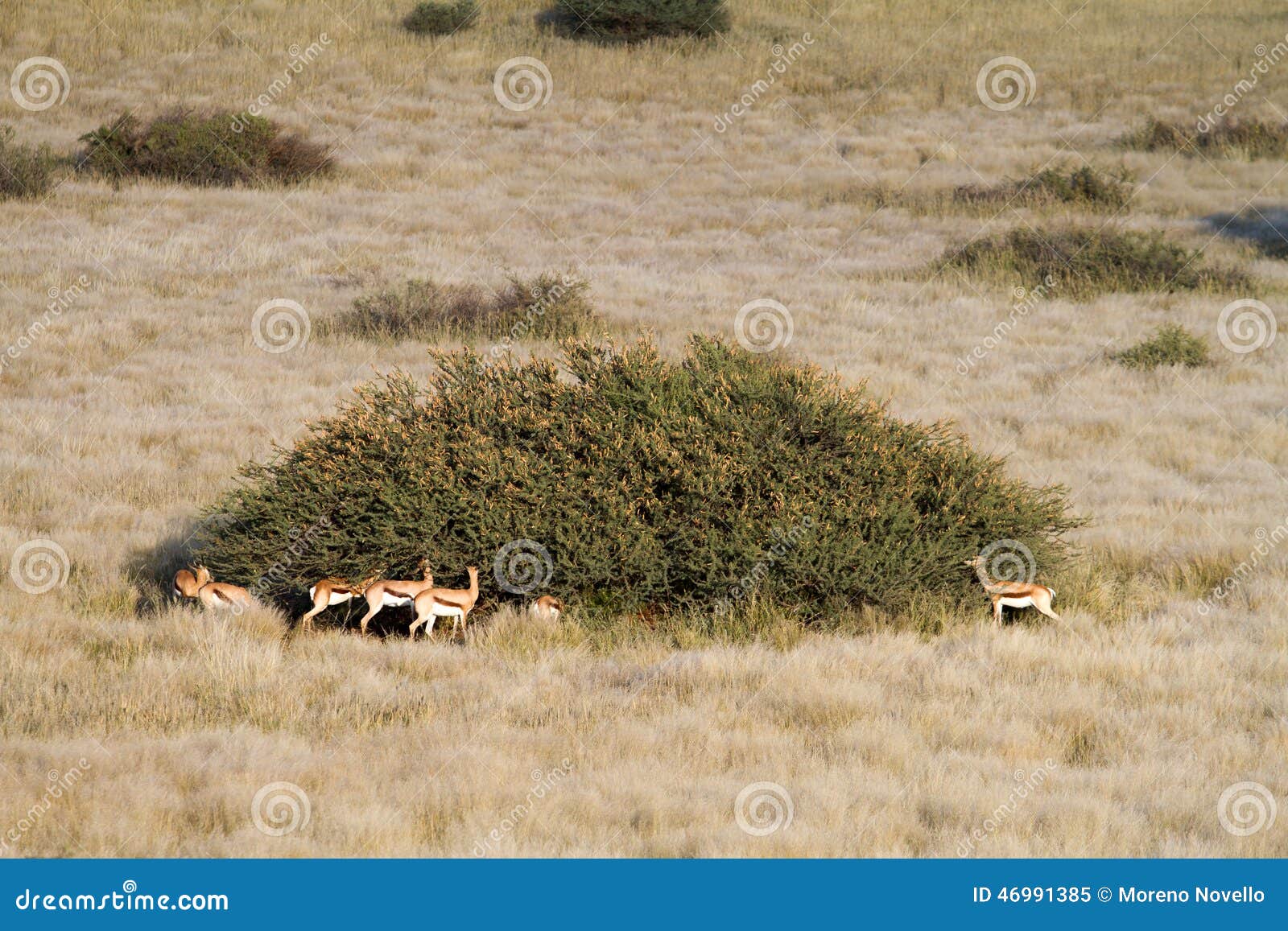 Springbuck Eating Stock Image | CartoonDealer.com #11247619