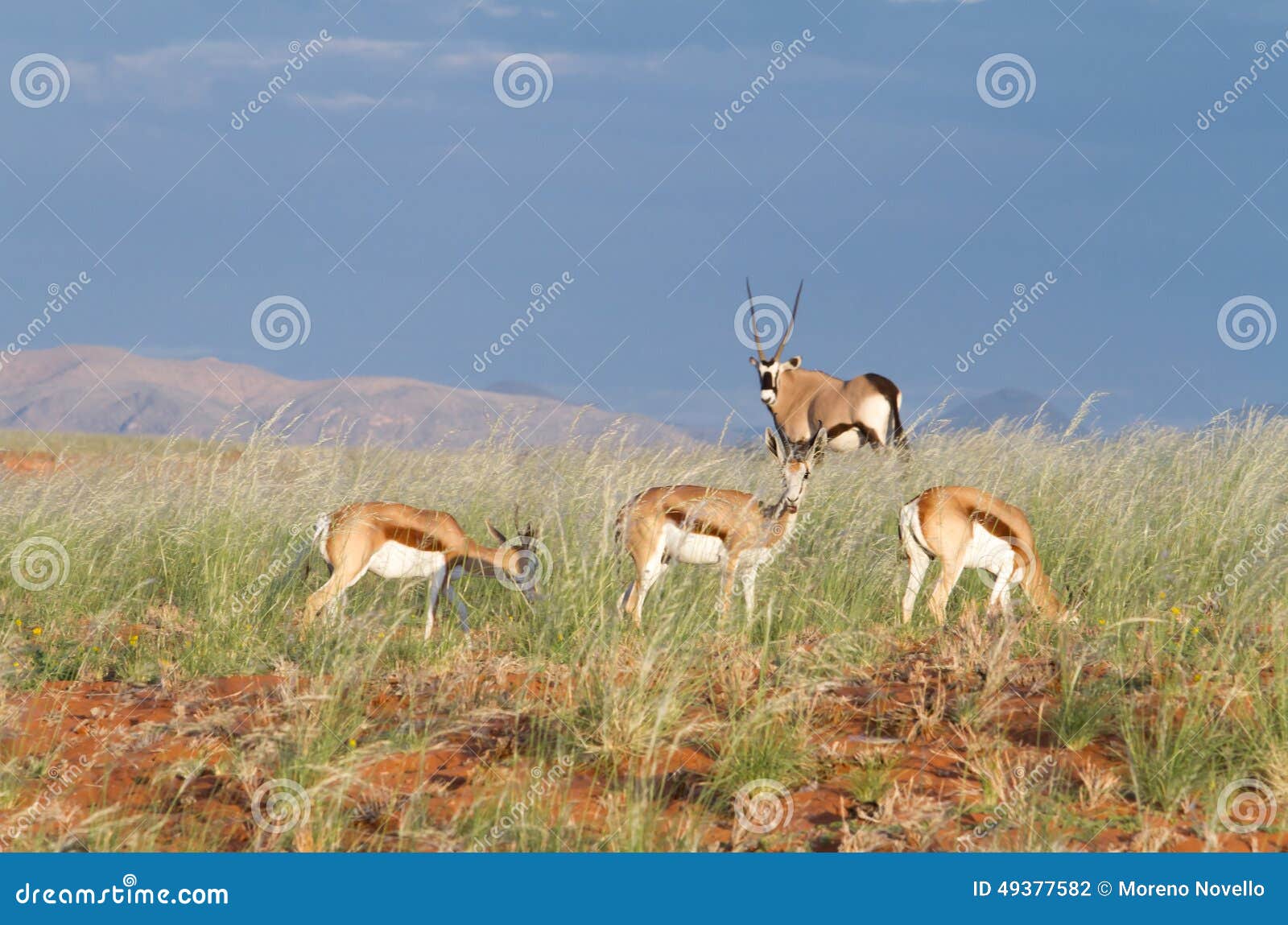 Springbok, Namibia stock photo. Image of south, antidorcas - 49377582