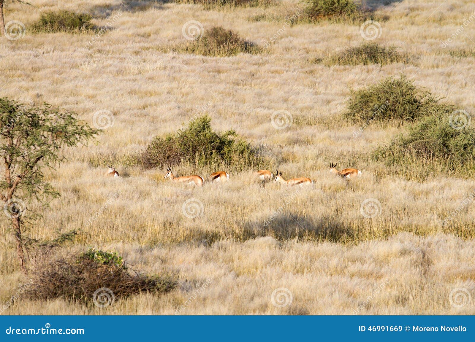 Springbok, Namibia stock image. Image of national, herbivore - 46991669