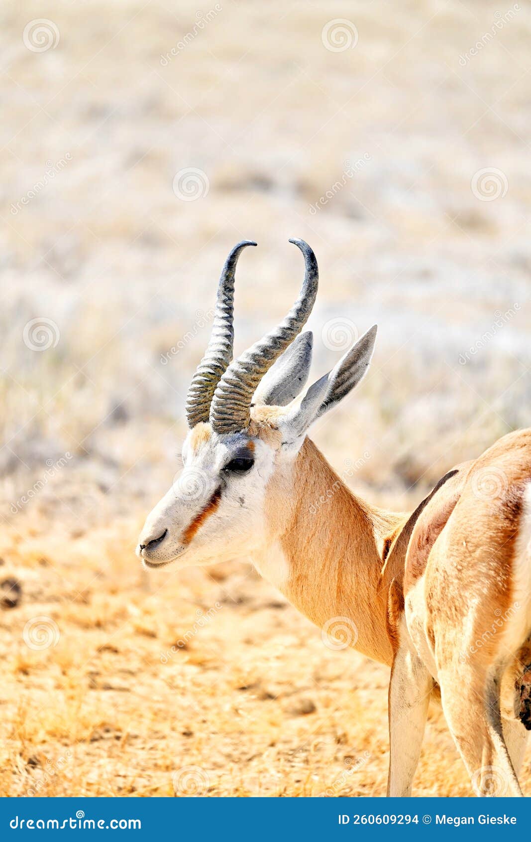 Springbok in Namibia stock photo. Image of wildlife - 260609294